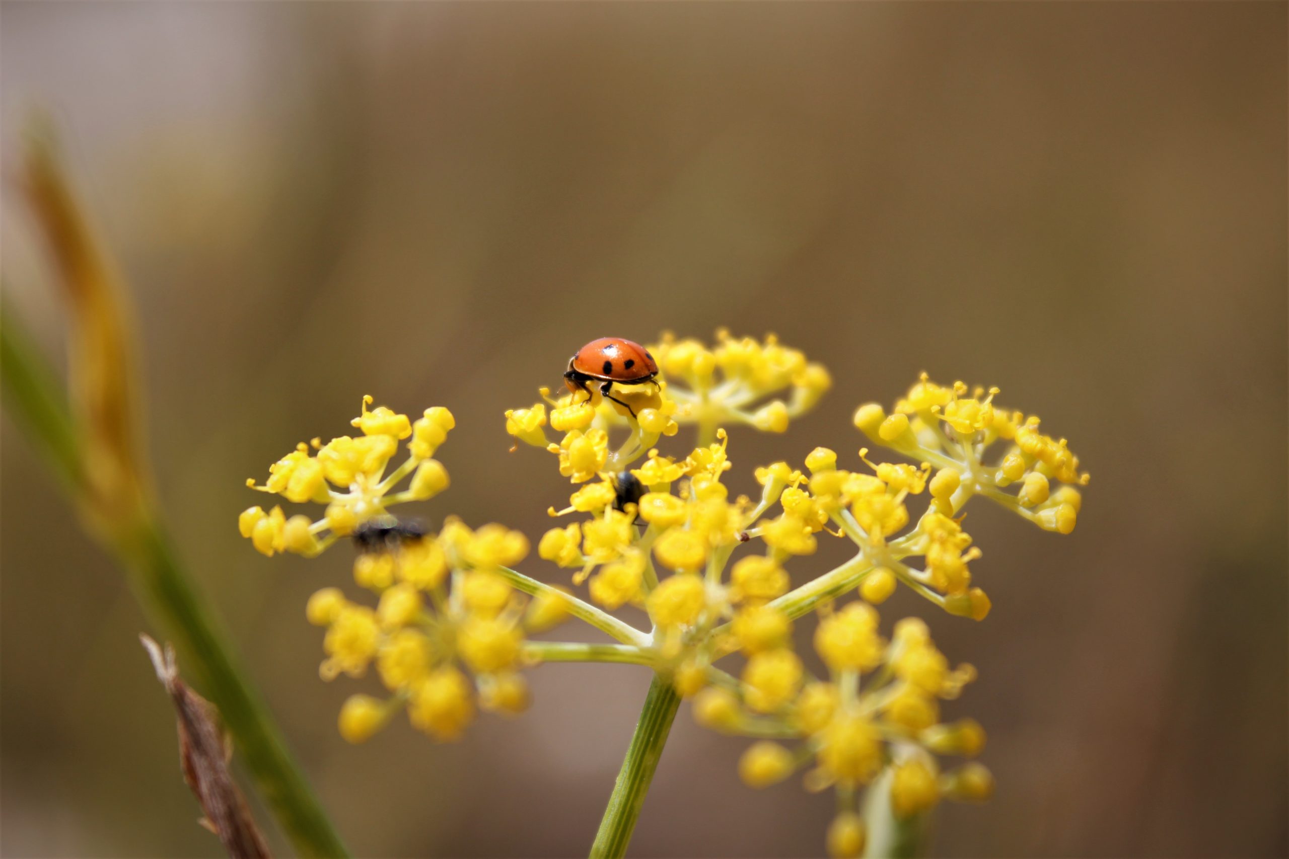 Gairebé la meitat de plantes amb flor del món estan amenaçades d’extinció