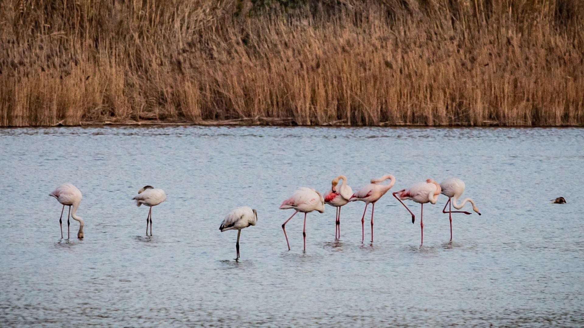 VÍDEO | Un centenar de flamencs visiten el Delta del Llobregat