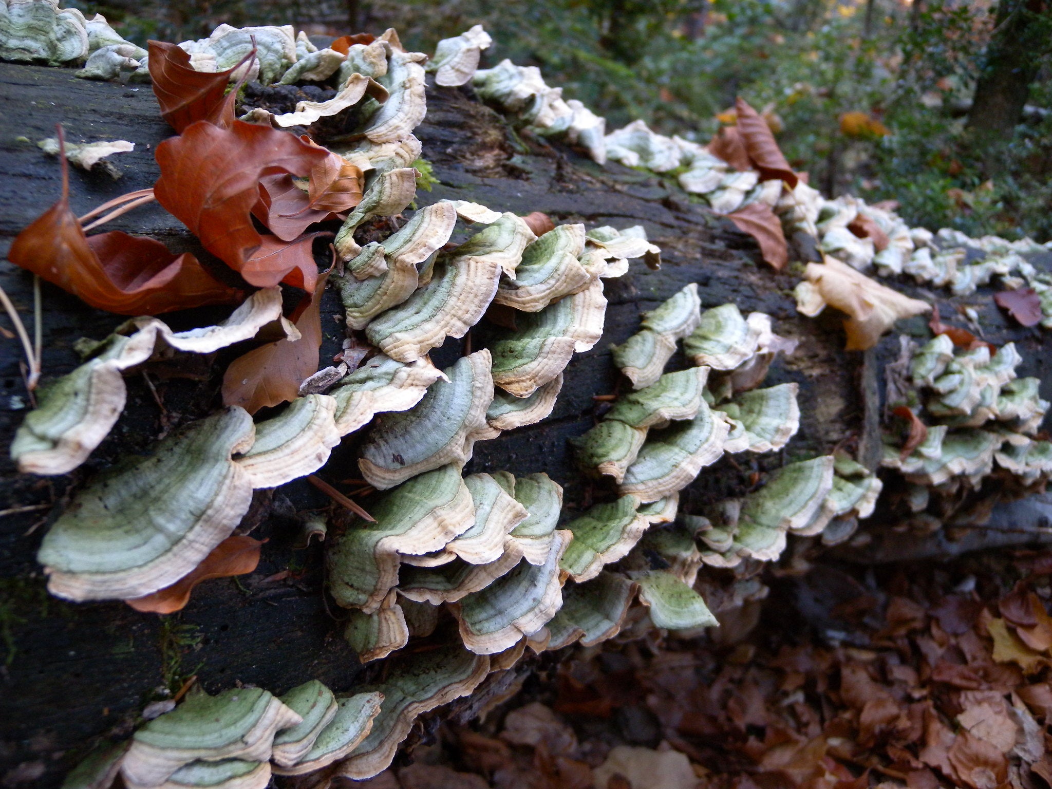 Deixar la fusta morta al bosc ajuda la biodiversitat