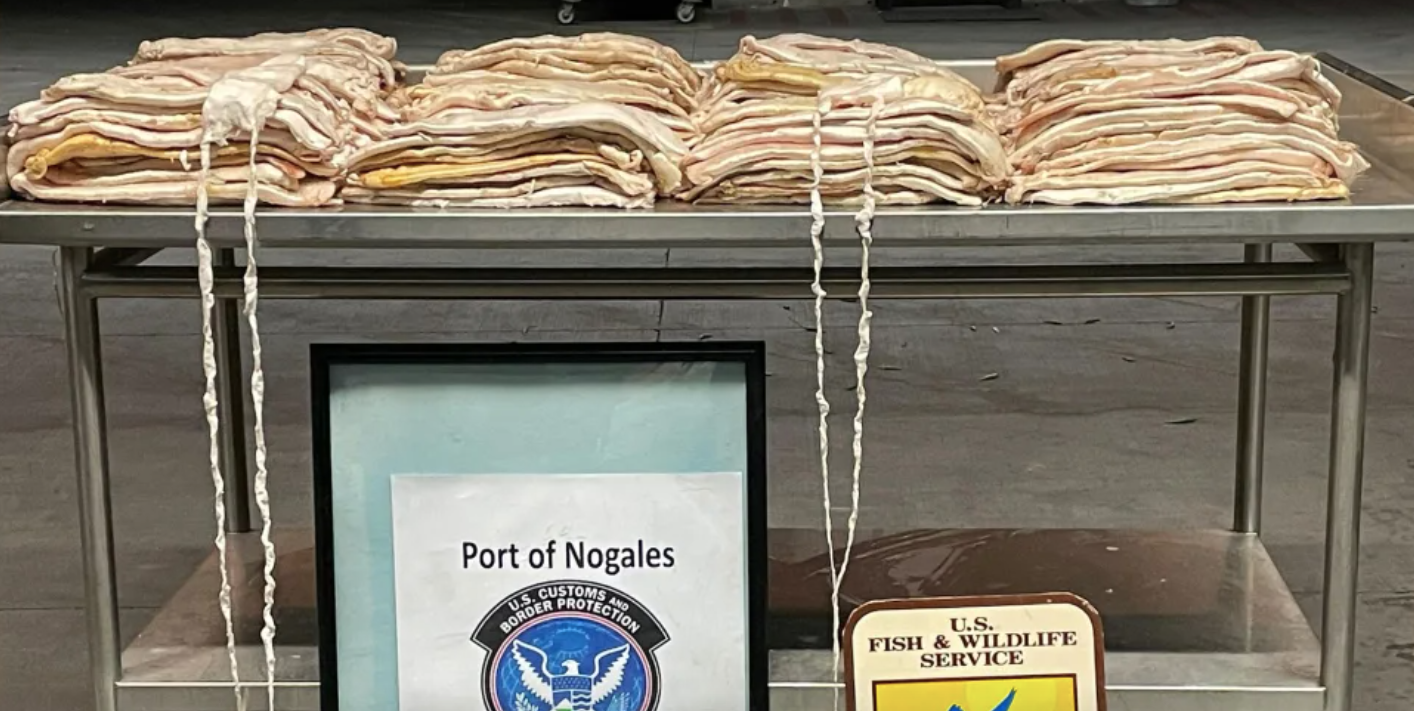 Intervienen 2,7 millones en vejigas natatorias de un pez amenazado de ...