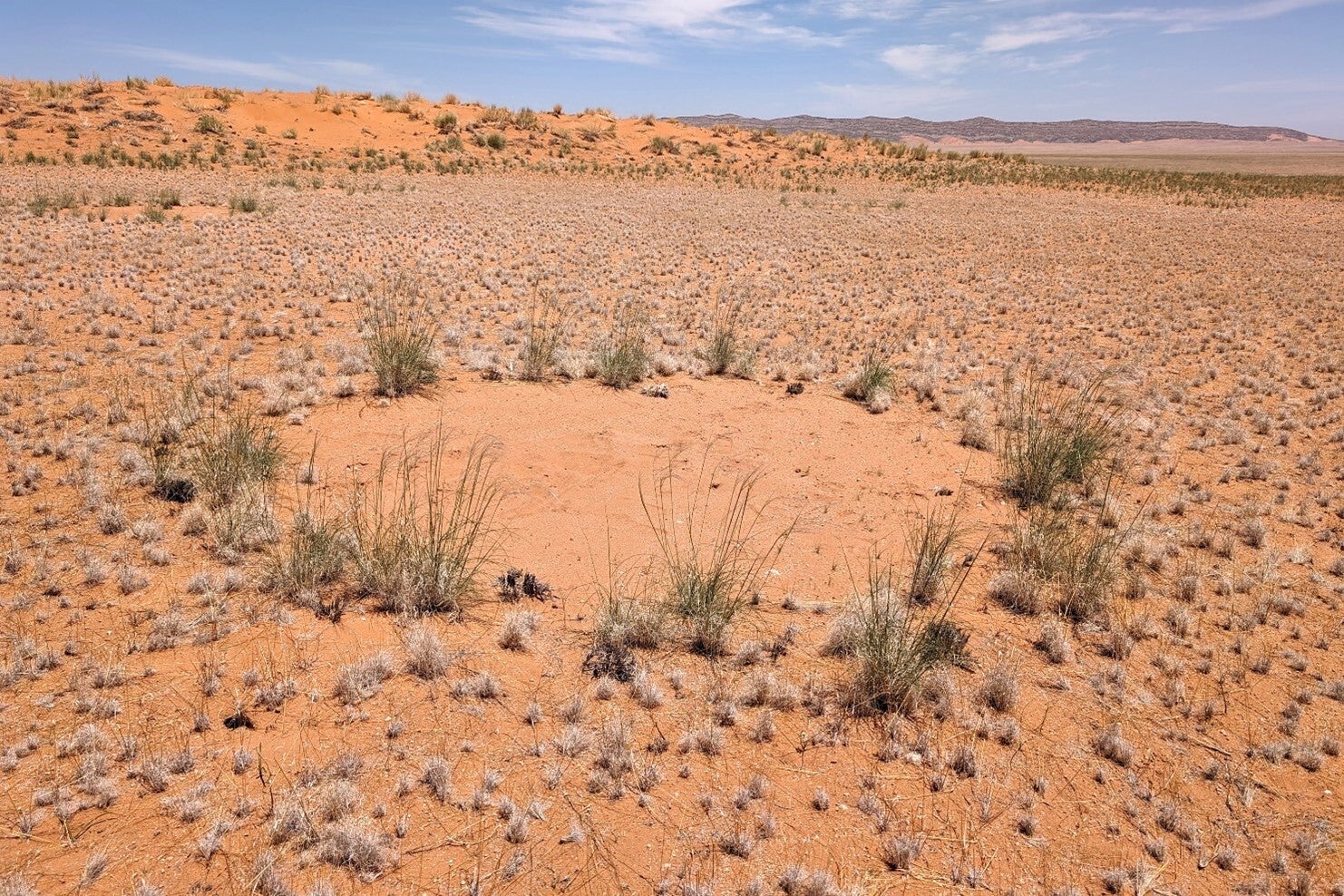 Encuentran la causa de los ‘círculos de hadas’ de Namibia